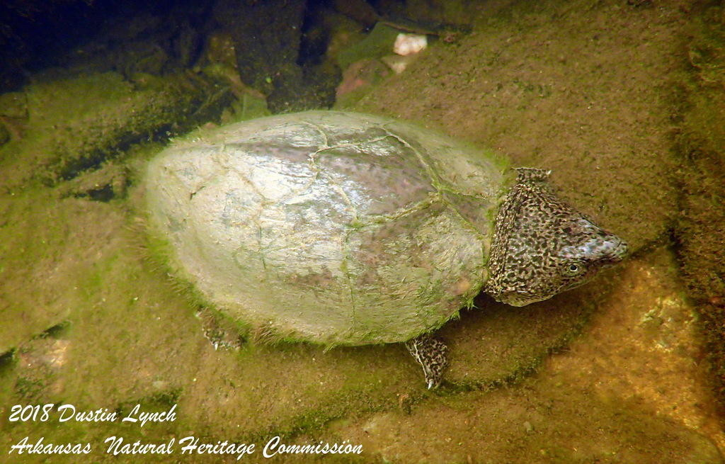 Razor-backed Musk Turtle in May 2018 by Dustin Lynch. ANHC survey ...