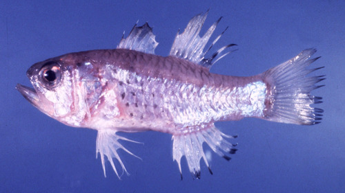 Ocellated Cardinal-Fish (Jaydia carinatus) · iNaturalist