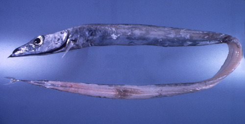 Subfamily Aphanopodinae · iNaturalist