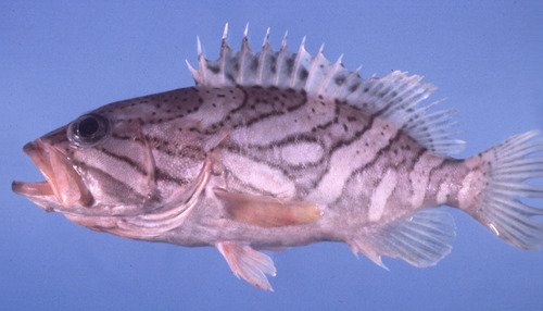 Epinephelus radiatus · iNaturalist Mexico