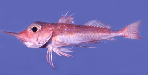 Antrorse Spined Gurnard (Pterygotrigla multiocellata) · iNaturalist