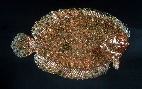 Freckled Righteye Flounder (Psammodiscus ocellatus) · iNaturalist ...