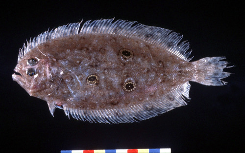 Spiny Flounder (Pseudorhombus spinosus) · iNaturalist