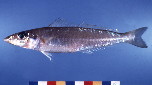 Silago de bahía (Sillago ingenuua) · NaturaLista Colombia