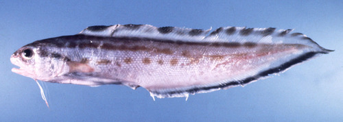 Golden Cusk (Sirembo imberbis) · iNaturalist