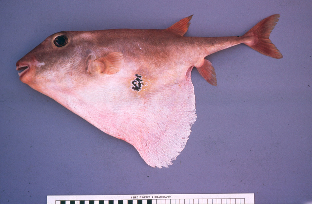 Threetooth Puffer on July 09, 1980 at 10:00 AM by Mark McGrouther ...