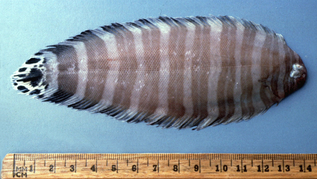 Zebra Sole from San Pablo, PH-IB, PH on September 22, 1979 at 10:00 AM ...