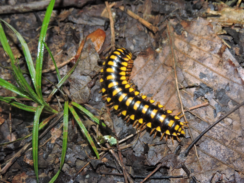 Mendota Mimic Millipede from Scott County, VA, USA on June 27, 2020 at ...