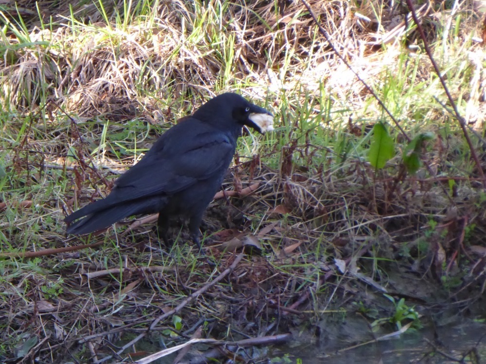 Crows and Ravens in August 2017 by dragonite07. Habitat - Parkland How ...