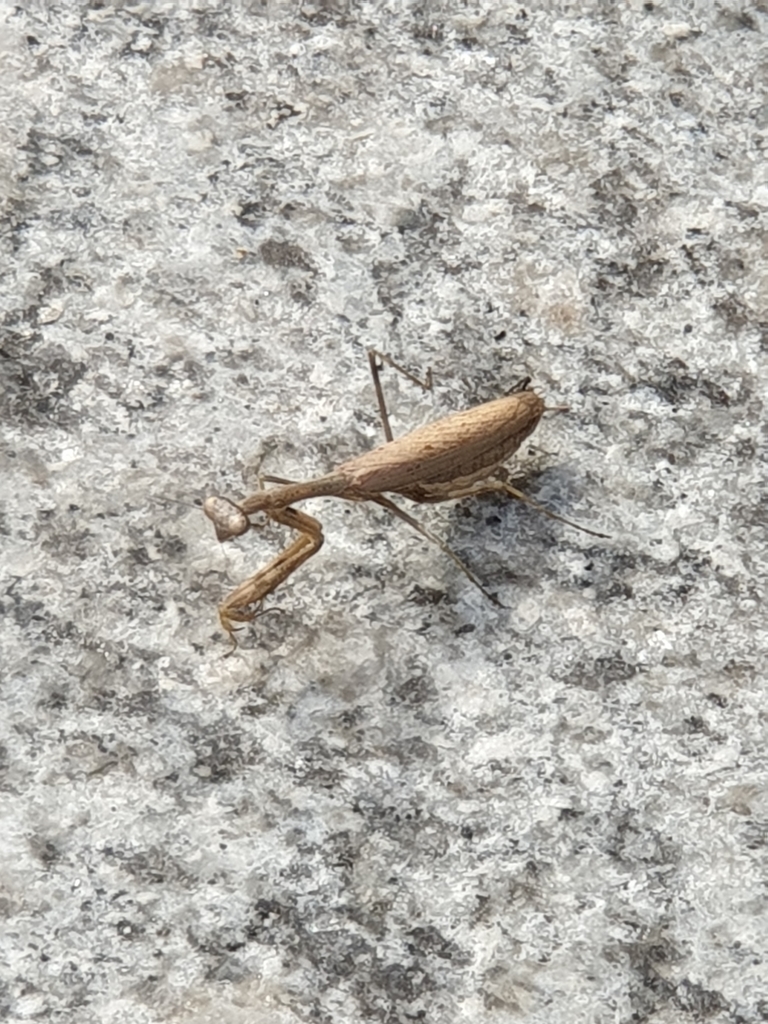 Asian Jumping Mantis from Sujeong-gu, Seongnam-si, Gyeonggi-do, South ...