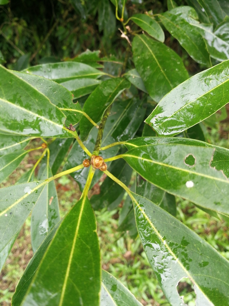 Zuiho Machilus from 233台灣新北市烏來區Unnamed Road on September 25, 2020 at 01 ...