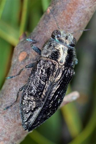 Melobasis abnormis · iNaturalist