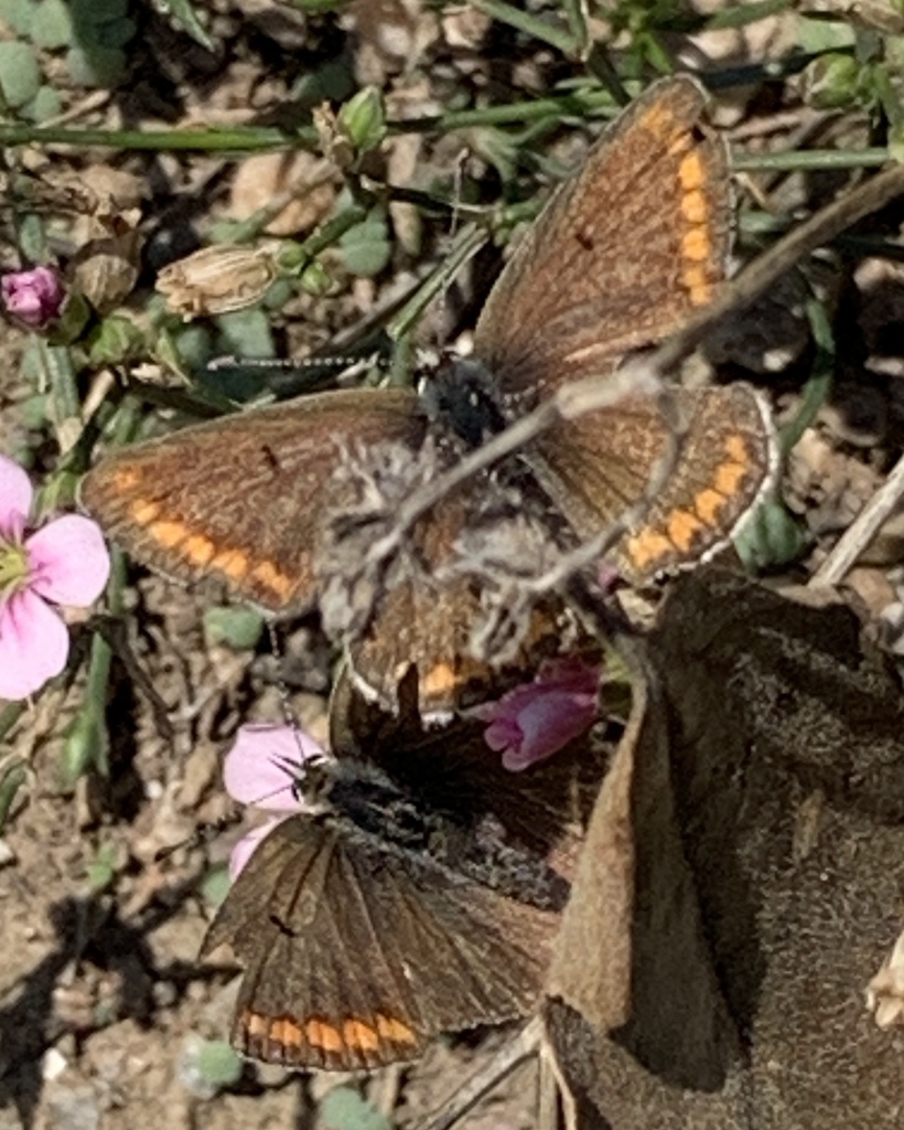 Brown Argus from Ulica Kocho Racin, Ohrid, Ohrid, MK on October 20 ...