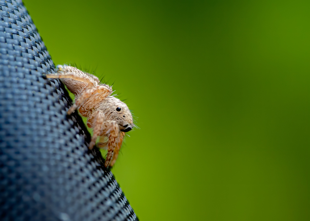 Paradise Jumping Spiders from Phoenix, AZ, USA on September 1, 2020 at ...