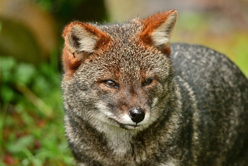 Darwin's Fox (Lycalopex fulvipes) - Know Your Mammals