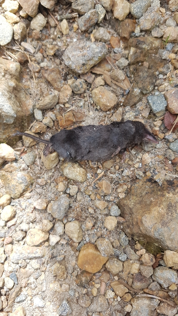Medellín Small-eared Shrew from Bello, Antioquia, Colombia on October ...