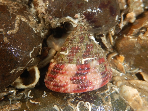 Trochus radiatus · 愛自然-臺灣(iNaturalist Taiwan)