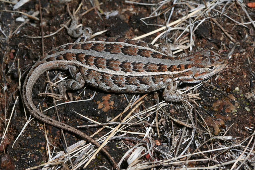 Slevin’s Bunch Grass Lizard from Tepehuanes, Durango, Mexico on June 13 ...
