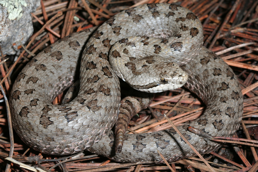 Twin-spotted Rattlesnake in June 2007 by Toby Hibbitts · iNaturalist