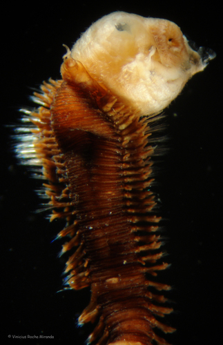 Genus Glycerella · iNaturalist