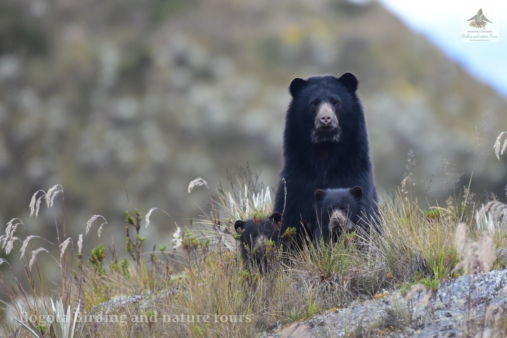 Spectacled Bear in February 2020 by Oswaldo Cortes · iNaturalist