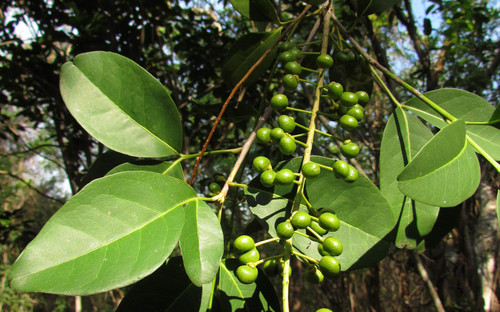 Pilocarpus microphyllus (Pilocarpus)