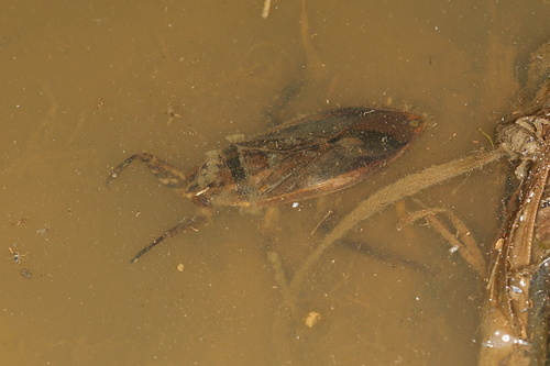 Hydrocyrius punctatus · iNaturalist