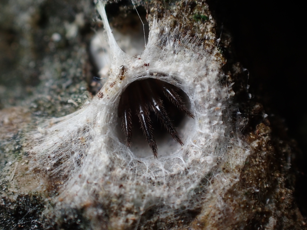 Tunnel Spiders from 台灣屏東縣 on October 17, 2020 at 11:32 PM by 張凱 ...