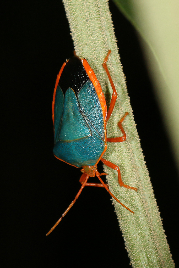 Red-bordered Stink Bug from Surroundings of the San Jose Succotz ...