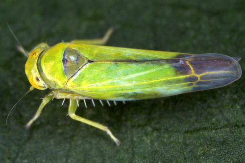 Genus Alebra · iNaturalist
