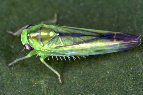 Kybos strigilifer · iNaturalist