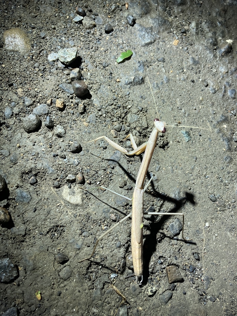 Taiwan Giant Grass Mantis from 觀音區, TW on October 21, 2020 at 07:09 PM ...