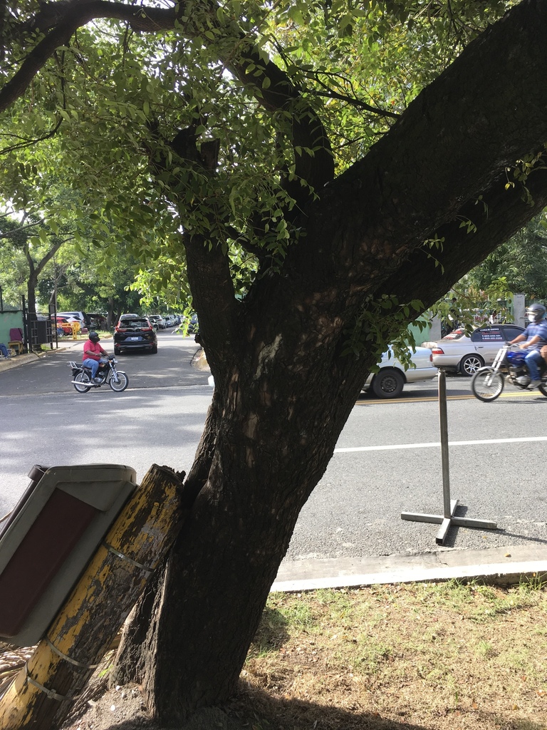 dicots in October 2020 by Nicole Polanco. 1B2b · iNaturalist