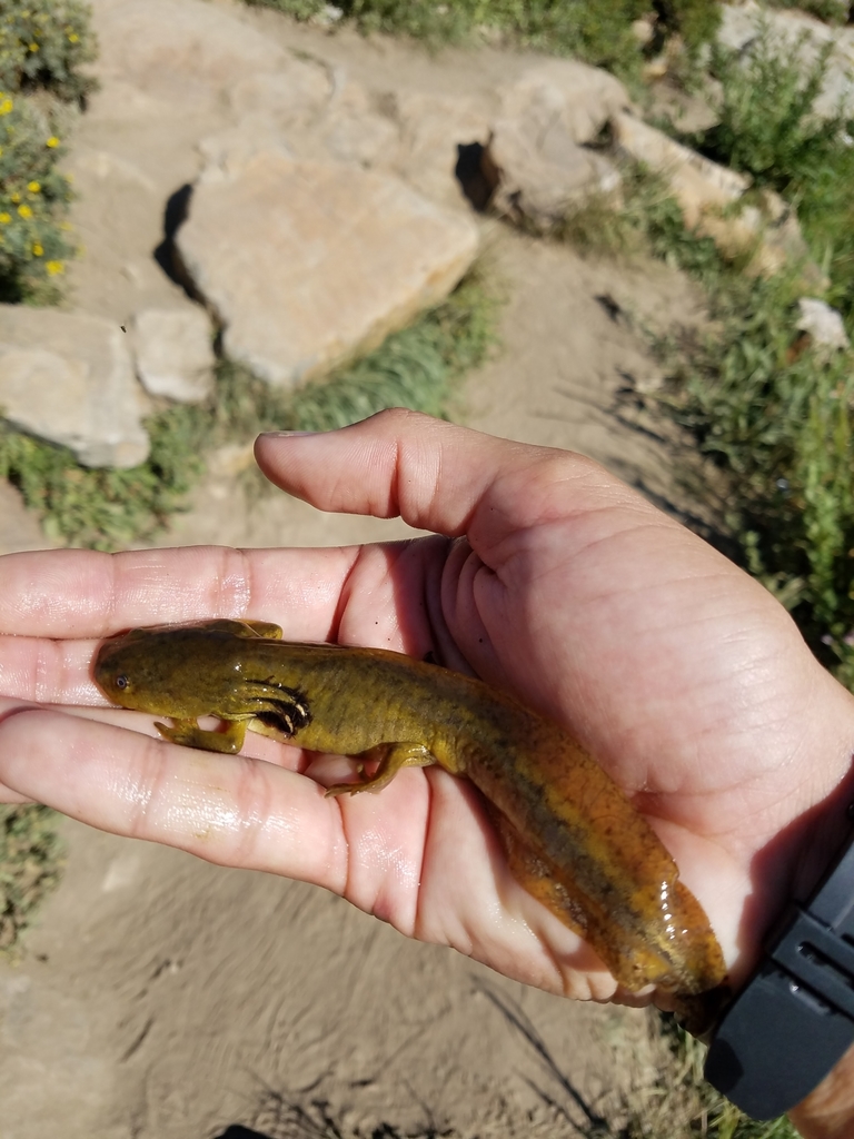 Barred Tiger Salamander from Alta, UT 84092, USA on July 24, 2016 at 05 ...