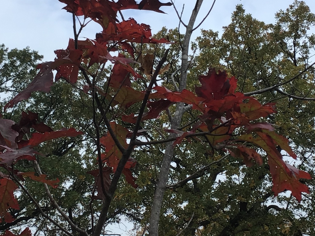 scarlet oak from Crow Island Woods, Winnetka, IL, US on October 15 ...