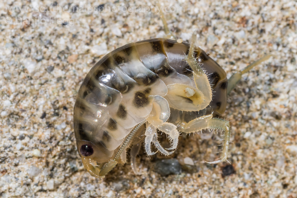 Sandhoppers