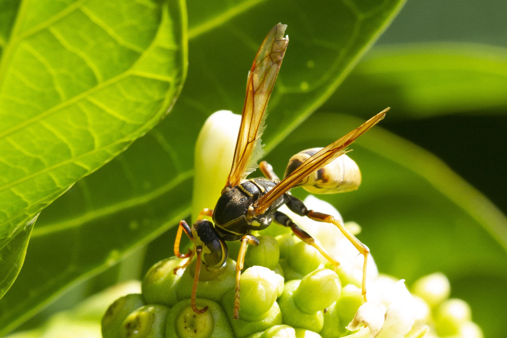 Golden Paper Wasp from Kalaoa, HI 96740, USA on January 5, 2020 at 08: ...