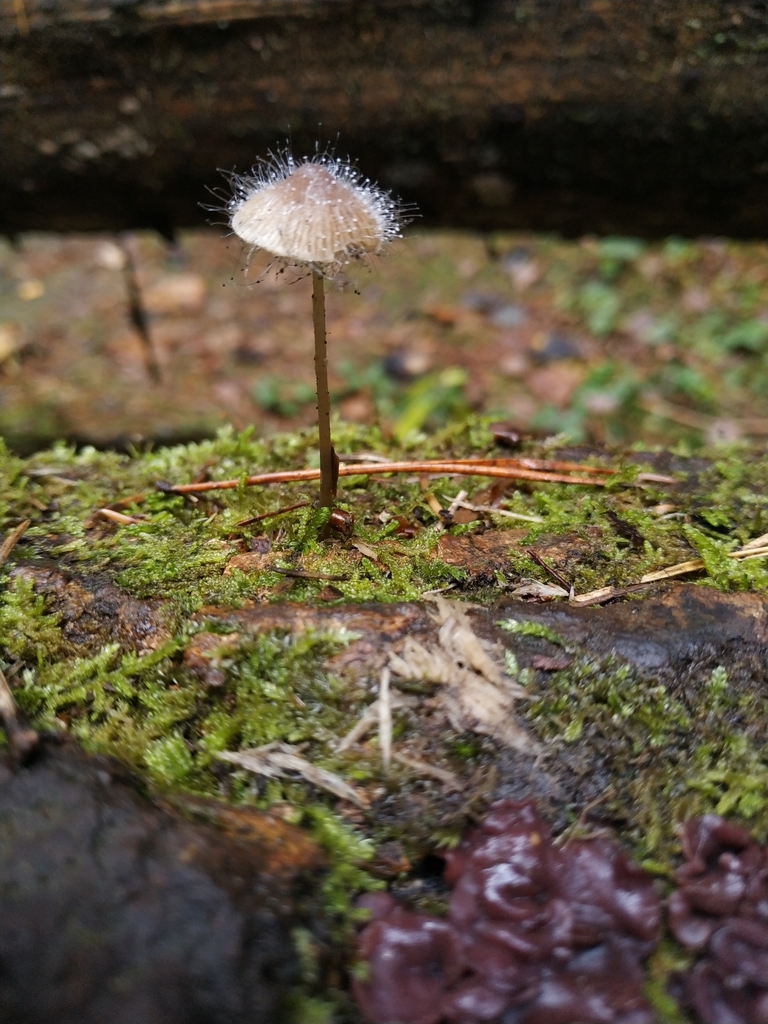 bonnet mold from 223053, Беларусь on October 17, 2020 at 11:28 AM by ...