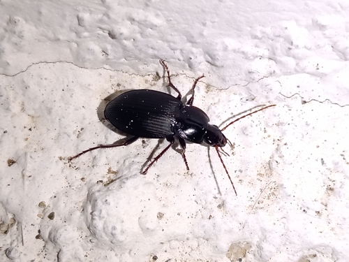 Calathus montivagus · iNaturalist