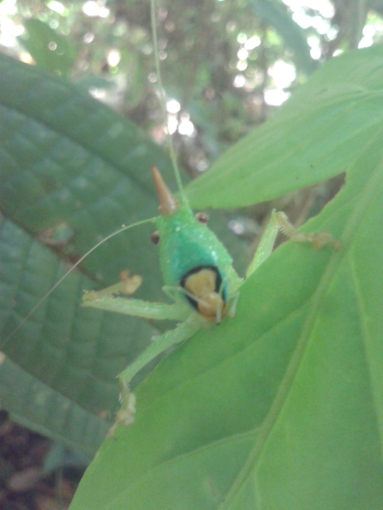 Copiphora gracilis from CIPCA UEA on September 10, 2015 at 11:38 AM by ...