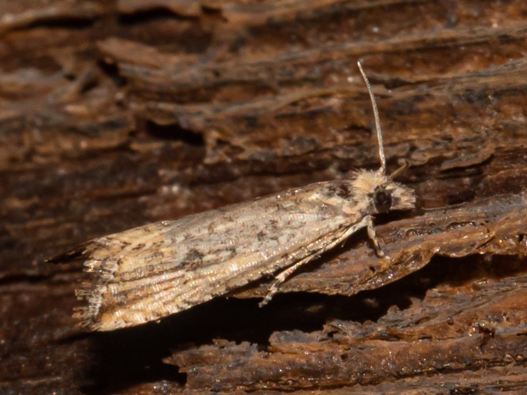 Javelin Moth from Patuxent Research Refuge, Anne Arundel, Maryland ...