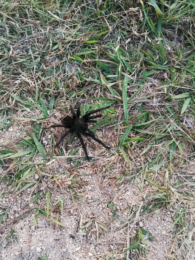 Mexican Black Velvet Tarantula in October 2020 by ABEL GARCÍA. Arácnido ...