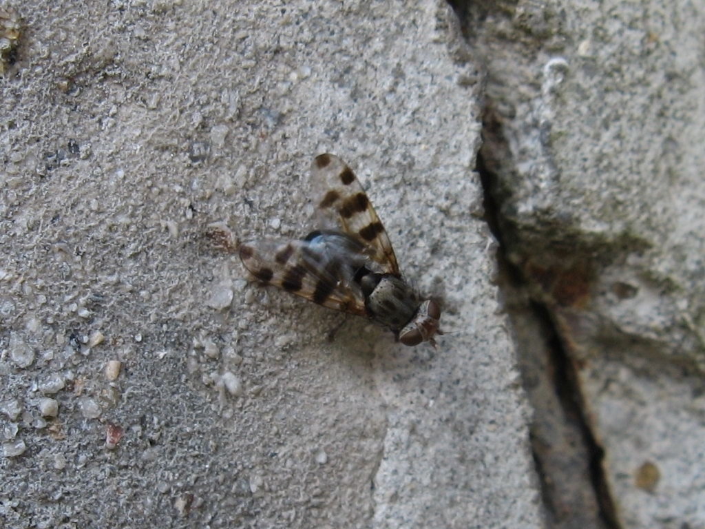 Ceroxys hortulana from Попаснянский район, Луганская область, Украина ...