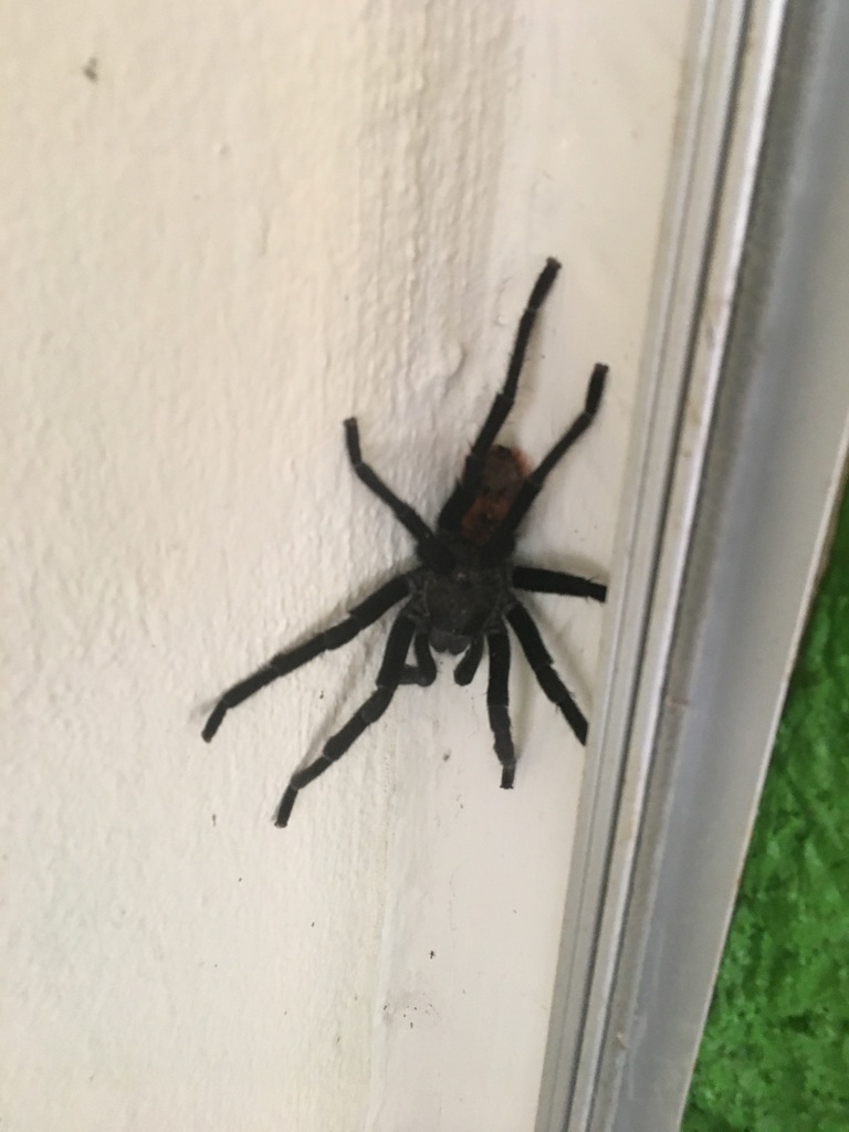 Yucatán Rust-rump Tarantula in August 2017 by Oscar Abel Sánchez ...