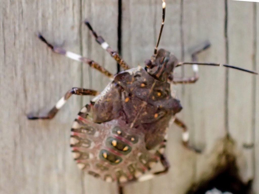 Brown Marmorated Stink Bug from 2925 Baker Rd, Dexter, MI, US on August ...