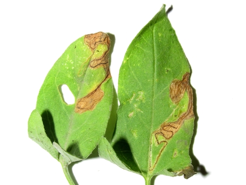 Stigmella freyella · iNaturalist