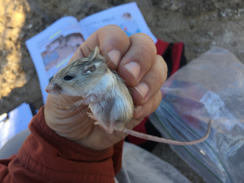 Arizona Pocket Mouse (Perognathus amplus) - Know Your Mammals