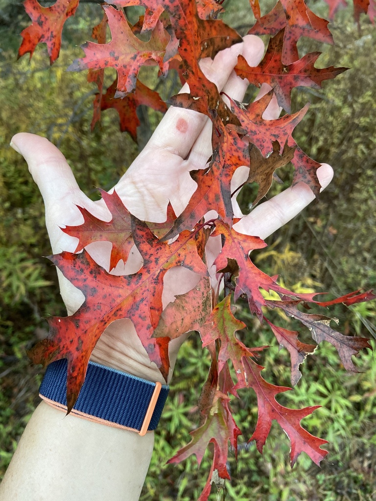 scarlet oak from NY-49, Cleveland, NY, US on October 22, 2020 at 05:53 ...