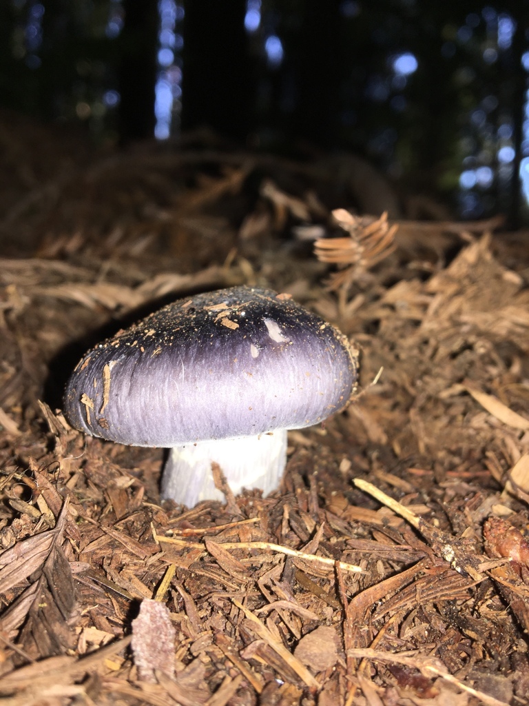 Midnight Entoloma from Arcata Community Forest, Arcata, CA, US on ...