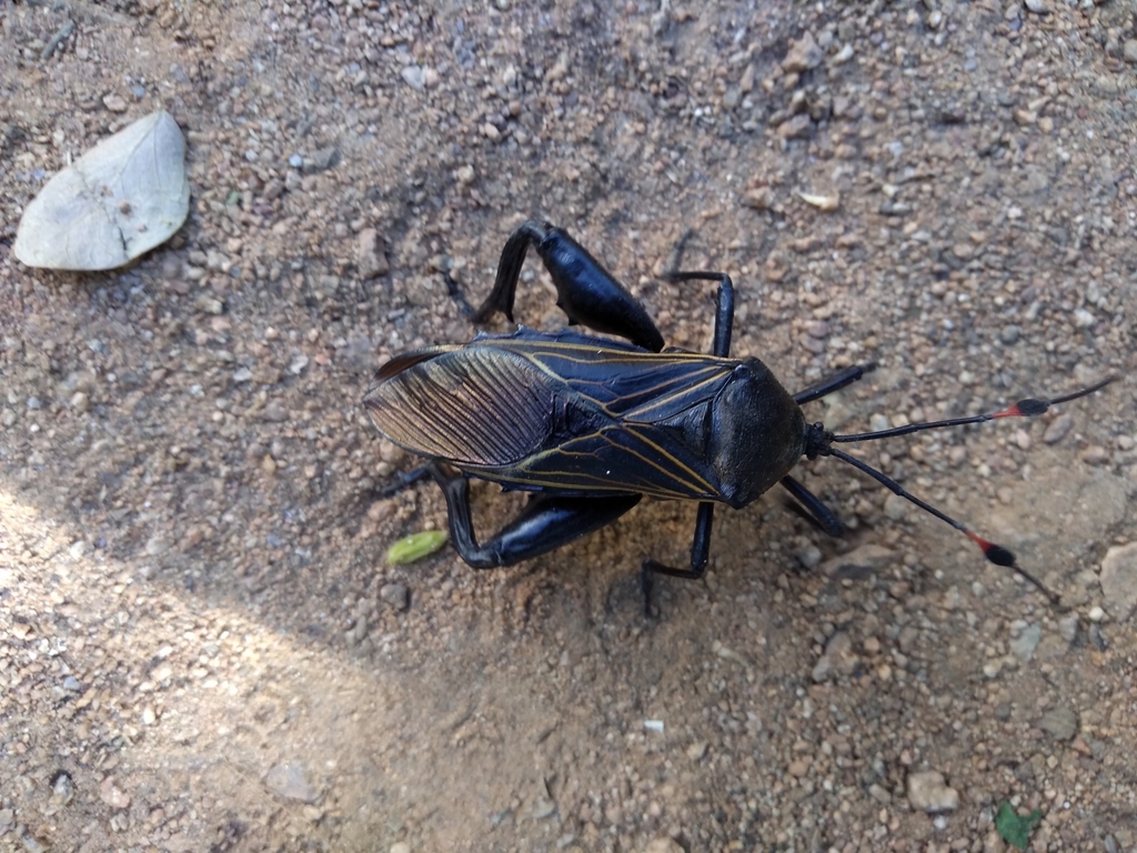 Pachylis gigas from Dolores, Chih., México on October 22, 2020 at 03:53 ...